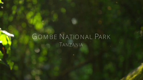 Using the Video Intelligence API with Python | Google Codelabs