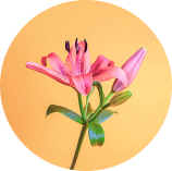 Build an animated responsive app layout with Material 3 | Google Codelabs